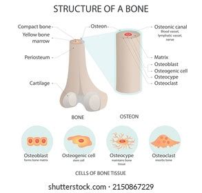 Spongy Vs Compact Bone Comparison Anatomical