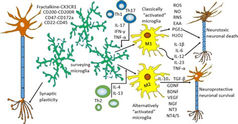 M M Polarization Of Microglia And Their Immunoregulatory Function