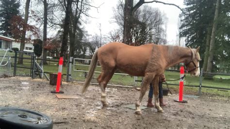 Le Ciblage Un Outil Pr Cieux Pour Permettre Un Cheval De Surmonter