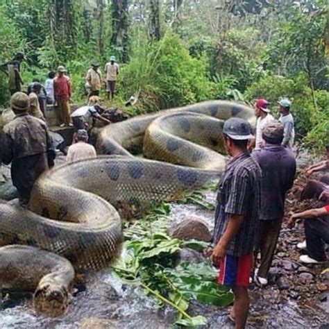 World S Largest Snake Found In The Amazon Jungle