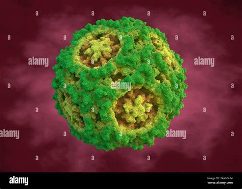 Parvovirus canino ilustración Fotografía de stock Alamy