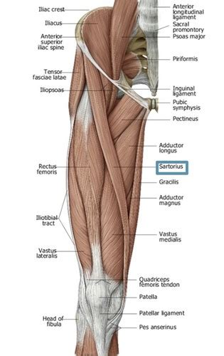 Lower Extremity Lab Flashcards Quizlet