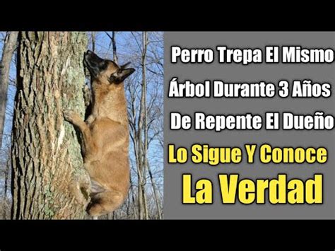 Las Fresas Le Hacen Daño A Los Perros Electricidad Pedreras