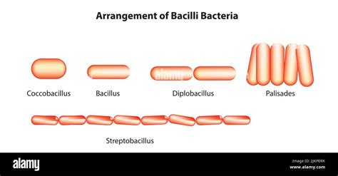 Classification Of Bacteria By Type Of Respiration Aerobic Anaerobic