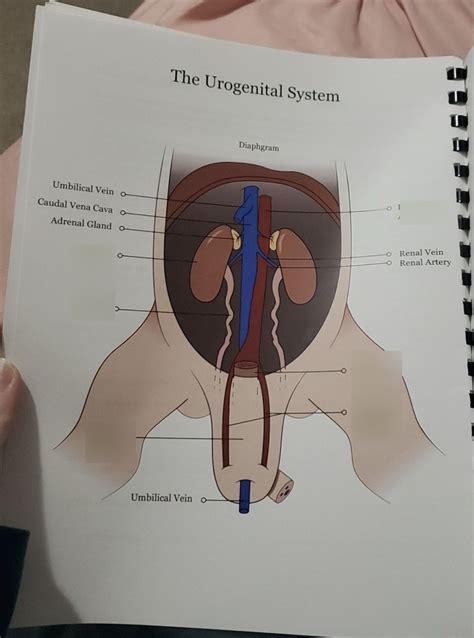 Fetal Pig The Urogenital System Diagram Quizlet