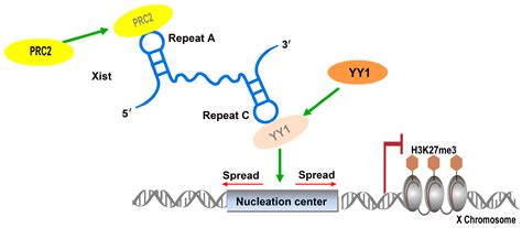 understanding the functions of long non coding rnas through their higher order structures