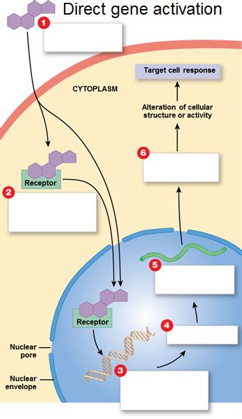 Anatomy 18 2 The Endocrine System Regulates Physiological Processes