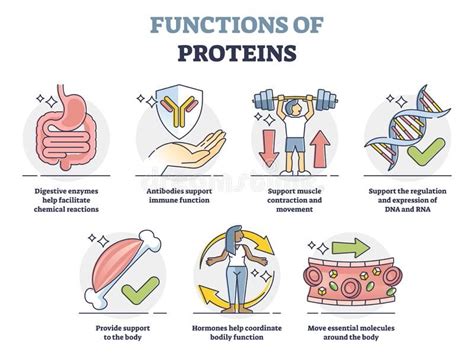 Functions Of Proteins With Anatomical Roles In Body Outline Collection