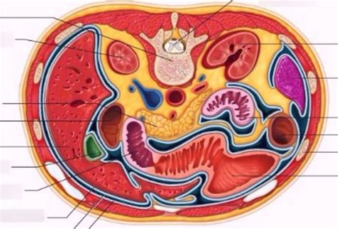 Transverse View Of Abdomen Diagram Quizlet