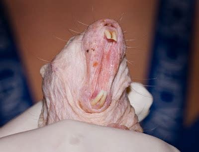 Pacific Science Center Life Sciences Naked Mole Rats Year In Review