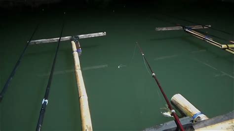 Pembuktian Langsung Essen Campuran Lumut Untuk Ikan Nila Susah Makan