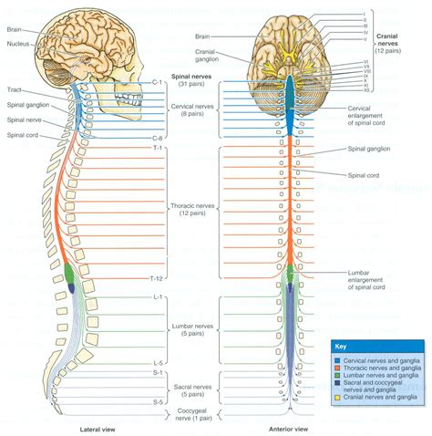 Central Nervous System Cns Nervous System Anatomy Nervous System