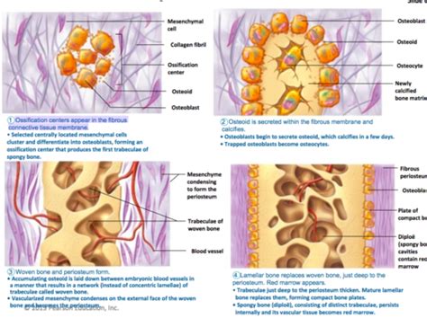 Anatomy Lecture Exam Bone Tissue Flashcards Quizlet