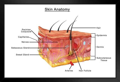 Buy Human Skin Anatomy Cross Section Diagram Chart Art Print Stand Or