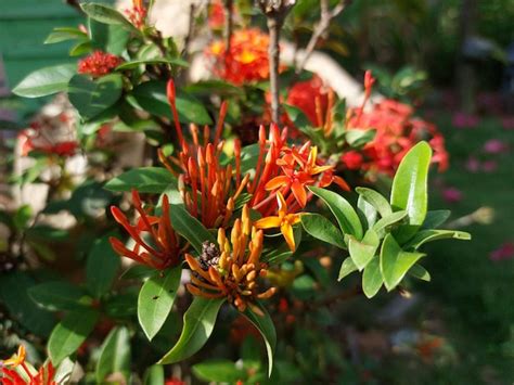 Un Arbusto Con Flores Rojas Y Hojas Verdes Foto Premium