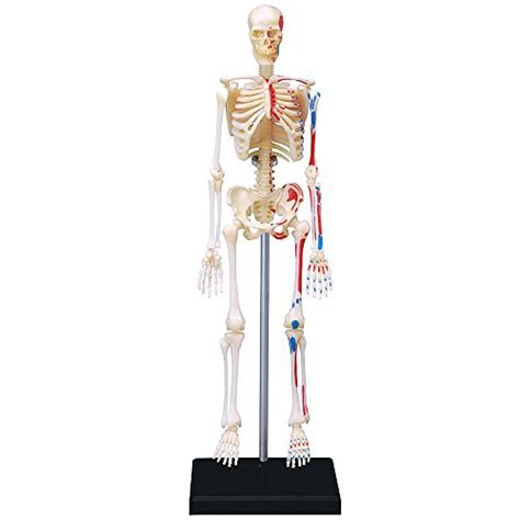 UPC 646819823333 Axis Scientific Flexible Life Size Skeleton