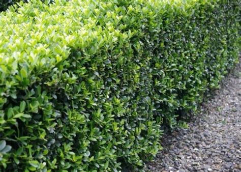 Arbustos de jardín tipos cuidados y características