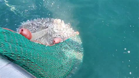 Pesca A Strascico YouTube