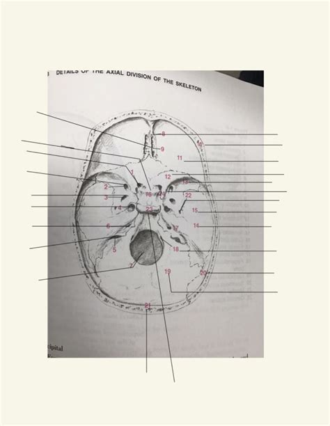 Floor Of Cranial Cavity Diagram Quizlet