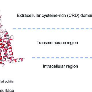 Structural Features Of Class B Adhesion Gpcr Adgrl Pdb Sf A