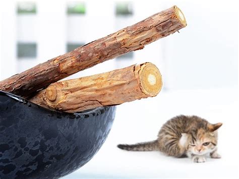 WoLover Silvervine Palitos Para Gatos Palitos Naturales De Hierba