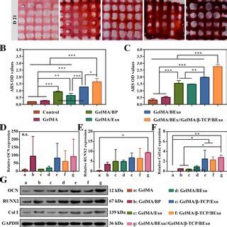 In Vitro Osteogenic Differentiation A Alizarin Red Staining Of GelMA