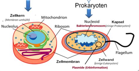 Unterschiede Zwischen Eukaryontischen Und Prokaryontischen Zellen