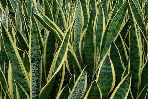 10 PLANTAS que ABSORBEN el CALOR Lista de nombres características y