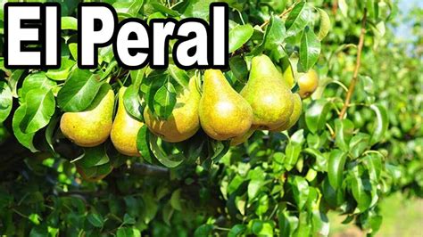 Guía completa Cómo cuidar un árbol de peral en clima frío para