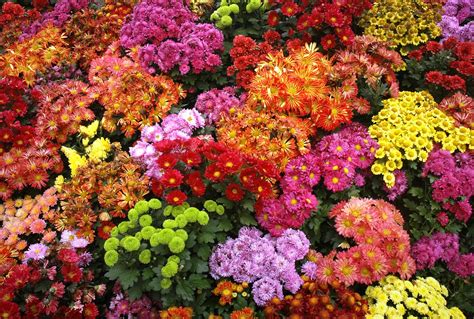 Flores para jardim que florescem o ano todo conheça as principais