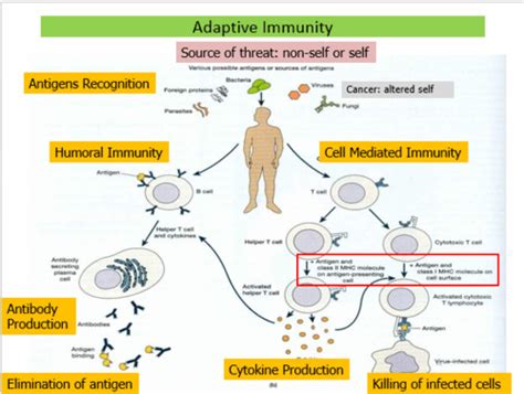 Micro Chapter Specific Host Adaptive Immunity Final Flashcards