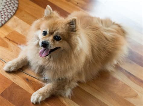 German Shepherd Mixed With Pomeranian