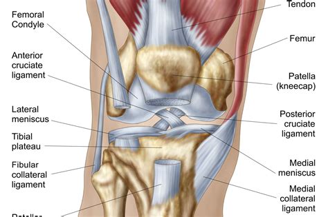 Knee Pain Top Inner Or Back Location Chart
