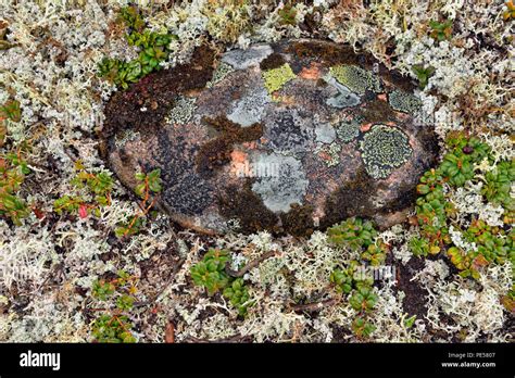 Tundra Lichen On Rock