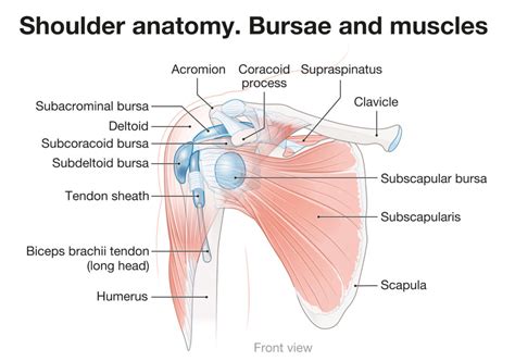 Anatomía y biomecánica del hombro Clínica CEMTRO
