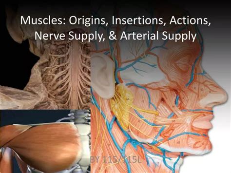 PPT Muscles Origins Insertions Actions Nerve Supply Arterial