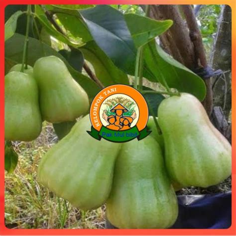 Jual Bibit Jambu Air Madu Deli Hijau MDH Super Genjah Shopee Indonesia