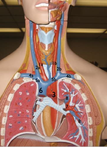 Human Anatomy Lab Blood Vessels Flashcards Quizlet