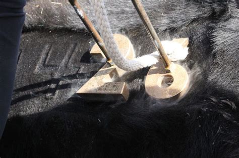 Freeze Branding Irons