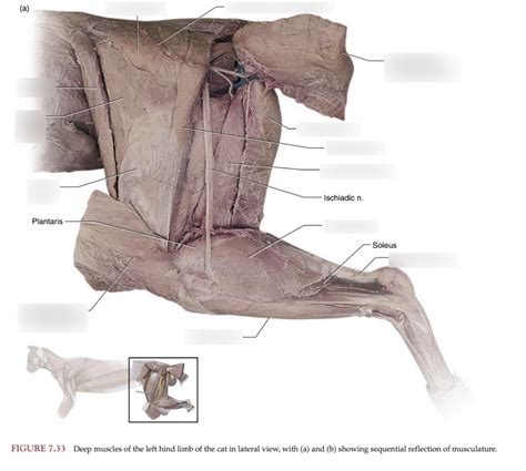 Ca Lab Deep Muscles Left Hindlimb Cat Pt Diagram Quizlet