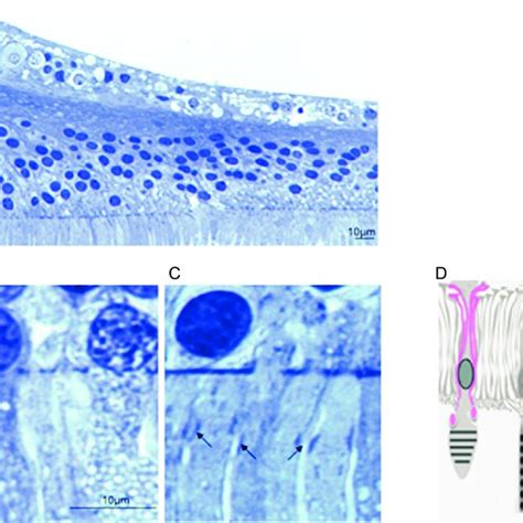 Schematic Representation Of Apical Junction Complex Ajc In Epithelial