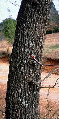 Plants Flashcards Quizlet