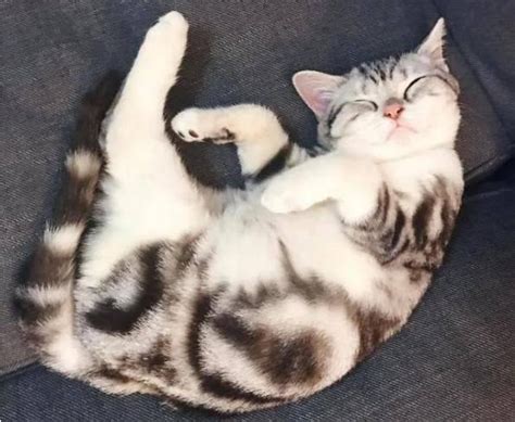 猫咪对你露肚子，不光是爱你哦~ 知乎