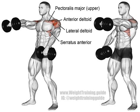 Alternating Dumbbell Front Raise Main Muscles Worked Anterior Deltoid