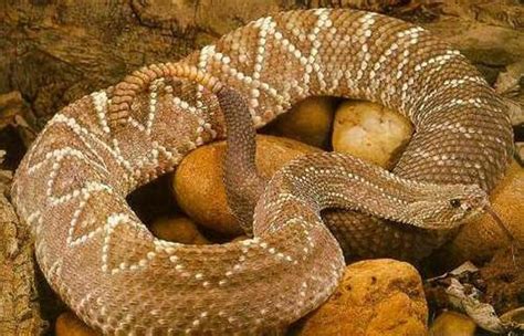Cobra Cascavel Características Veneno Filhote Tudo sobre Cobras