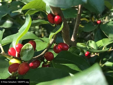 Northern Spicebush Plant Guide Food Medicinal Herb And Garden Design