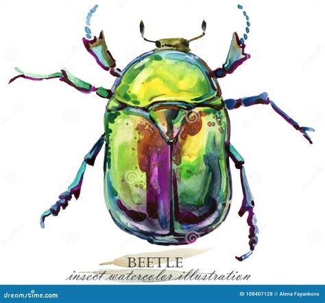 Escarabajo Ejemplo De La Acuarela Del Insecto Stock de ilustración