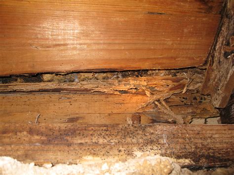 What To Do If You Have Severe Termite Problems In Your Home