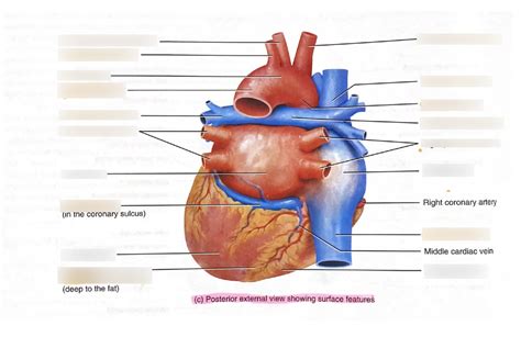 The Heart Posterior External View Showing Surface Features Diagram