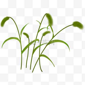 狗尾巴草素材图片免费下载 千库网